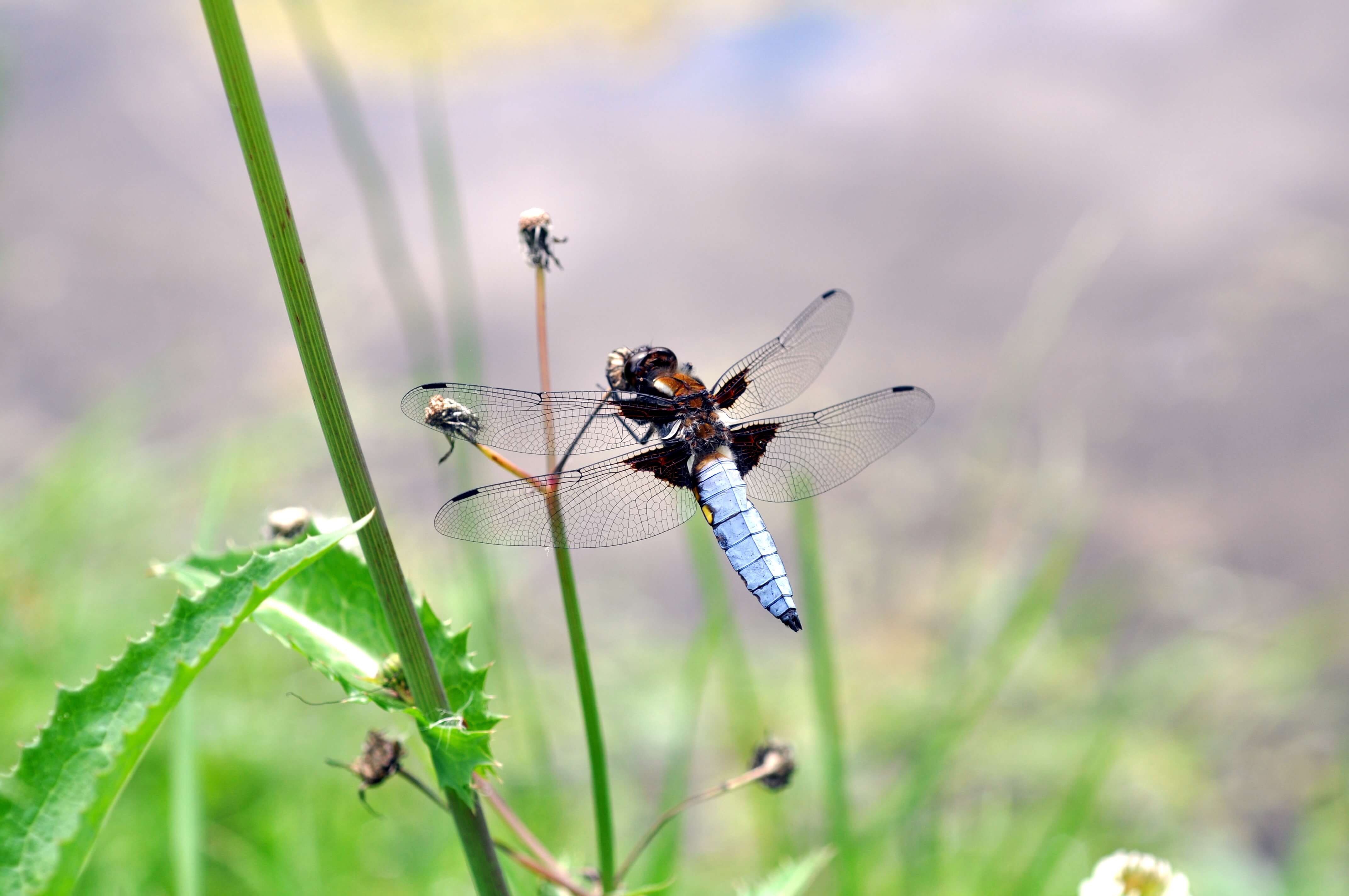 DRAGONFLIES, INDICATORS OF THE STATE OF BIODIVERSITY – Fondation Didier ...