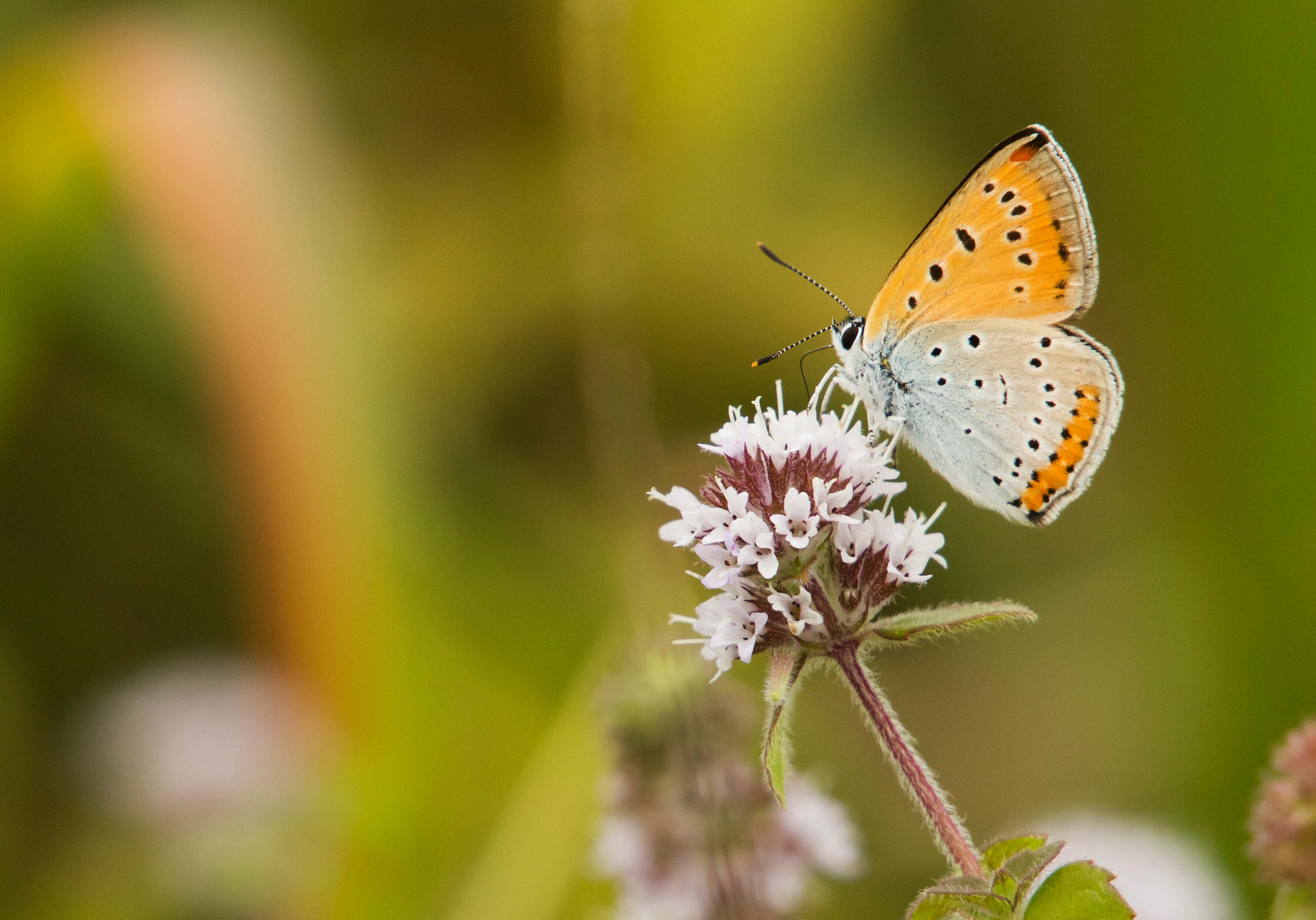 ANCIENT BUTTERFLIES COLLECTIONS, WITNESSES OF PAST BIODIVERSITY ...