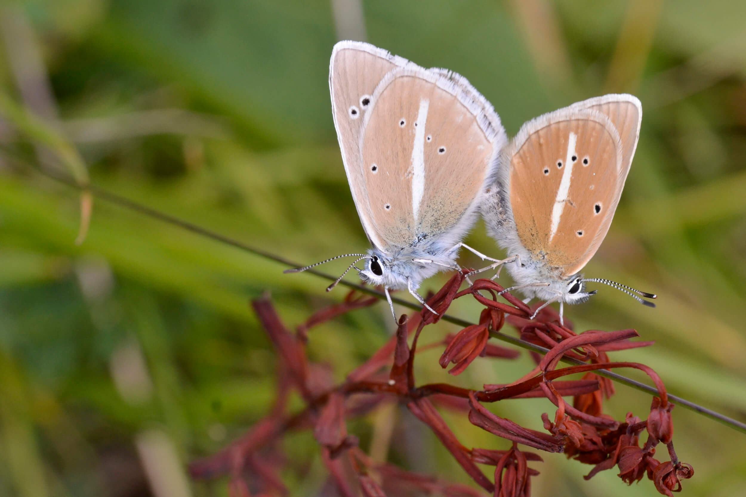 ANCIENT BUTTERFLIES COLLECTIONS, WITNESSES OF PAST BIODIVERSITY ...